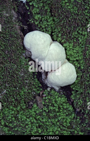 False Puffball Slime Mould, Enteridium lycoperdon Stock Photo - Alamy