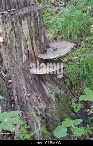 (Ganoderma megaloma) Fungi Stock Photo - Alamy