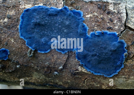 Cobalt crust fungus (Terana caerulea). Called Velvet blue spread also ...