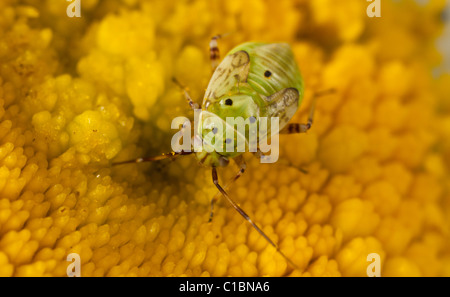Lygus bug nymph (lygus sp Stock Photo - Alamy