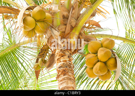 Coconut Tree With Ripped Fruits Stock Photo - Alamy