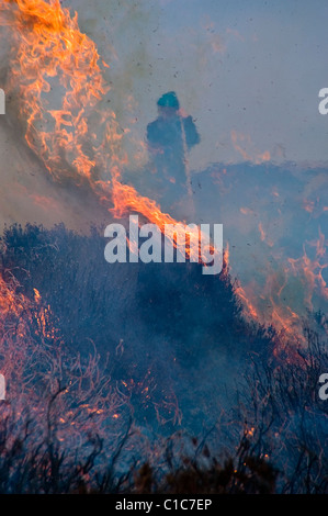 Gorse burning on the Yorkshire Moors Stock Photo - Alamy