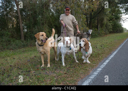 man walking his 4 dogs on leashes Stock Photo - Alamy