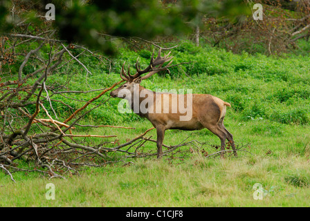 Grand stag cleaning the horn in mating.season, Dyrehaven Denmark Stock ...