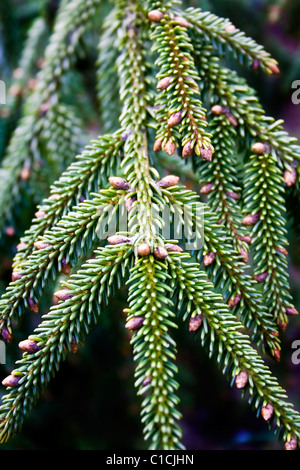 Picea "Acrocona", Spruce cones, Picea abies "Acrocona", Spring, Branch, Shoots Stock Photo - Alamy
