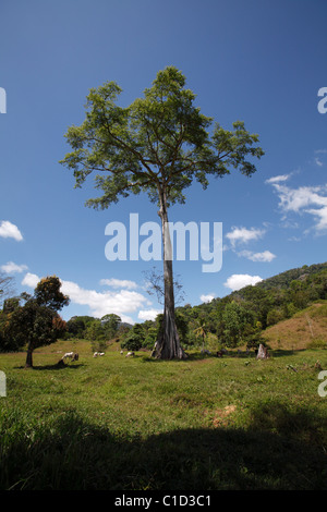 Old tree in the forest standing with the cortex only sunny day Stock ...