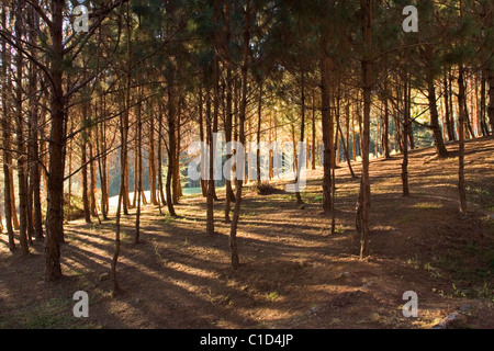 Pine trees casting shadows on the ground Stock Photo - Alamy