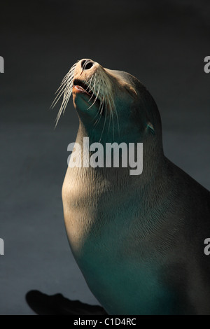 A sea lion basks in the sun in La Jolla, Calif., Wednesday, Dec. 3 ...