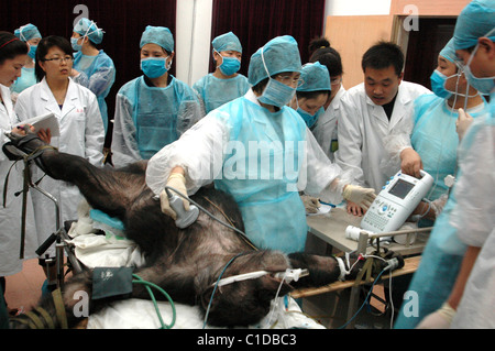 Artificial chimp insemination A team of more than 20 doctors and nurses ...
