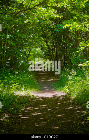 green leaves of hazel tree and path in urban park Stock Photo - Alamy
