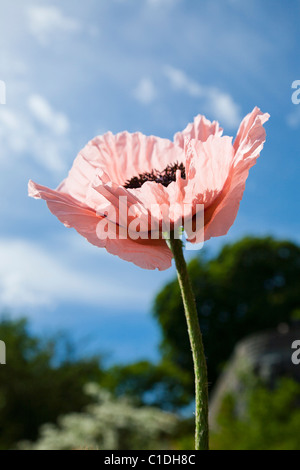 Big pink poppy, Papaver orientale Stock Photo - Alamy