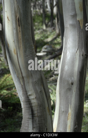 n forest with tree bark - Eucalyptus trees - bushes foliage - nature ...