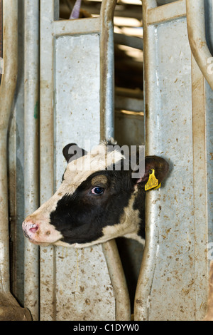 UK Dairy Calf Inoculation Stock Photo - Alamy