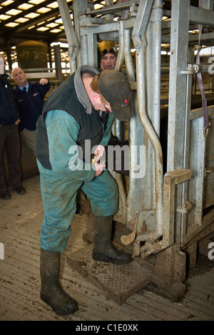UK Dairy Calf Inoculation Stock Photo - Alamy