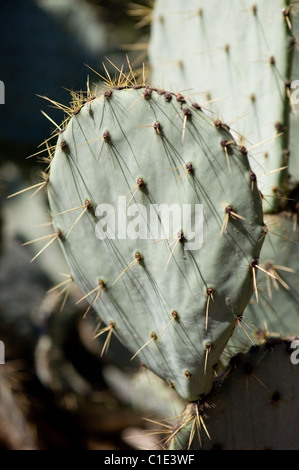 Opuntia robusta, the wheel cactus, nopal tapon, or camuesa Stock Photo ...