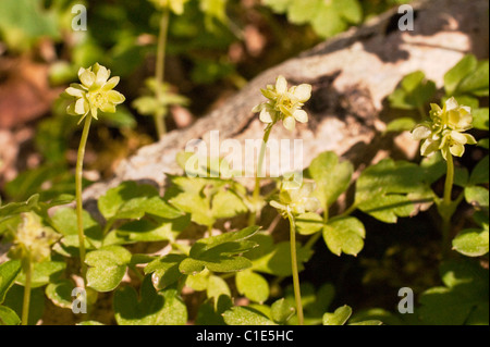 Moschatel a tiny woodland flower Stock Photo - Alamy