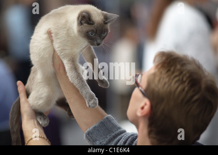 Cat judging on the cat show Stock Photo - Alamy