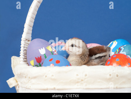 Live small chick in hand Stock Photo - Alamy