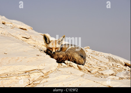 Fennec fox, scientific name: Fennecus Zerda, on a rock formation in the ...