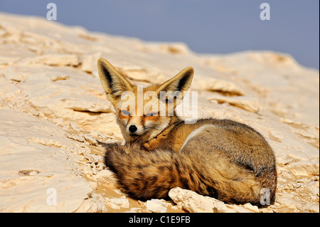 Fennec fox, scientific name: Fennecus Zerda, on a rock formation in the ...