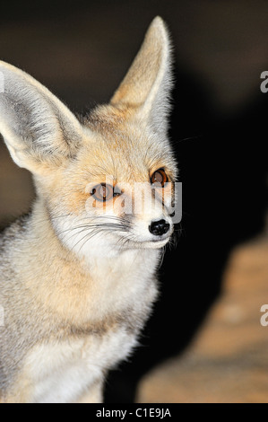 Fennec fox, scientific name: Fennecus Zerda, on a rock formation in the ...