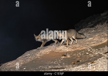 Fennec fox, scientific name: Fennecus Zerda, on a rock formation in the ...