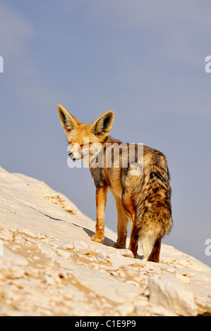 Fennec fox, scientific name: Fennecus Zerda, on a rock formation in the ...