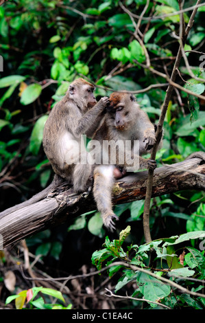 long tailed macaque monkeys grooming each other, Tham Khao Luang ...
