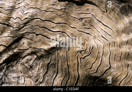 a close up of fossilized tree bark Stock Photo: 38775306 - Alamy
