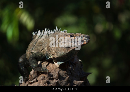 Black Ctenosaur (Iguana Negra), an endemic lizard, near Playa Guiones ...