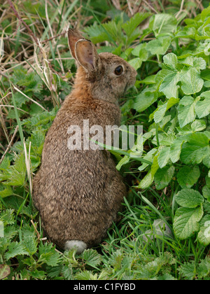 Wild rabbit, Cornwall, UK Stock Photo - Alamy