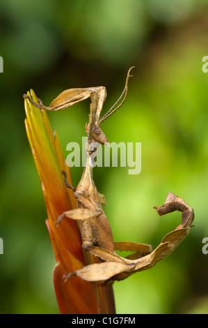 Giant Prickly Stick Insect, Macleay's Spectre (Extatosoma tiaratum), on ...