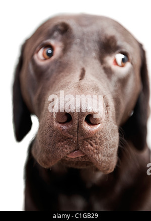 Chocolate labrador retriever puppy isolated on white background Stock ...