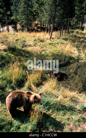 France, Pyrenees Orientales, brown bear of the Pyrenees to the ...