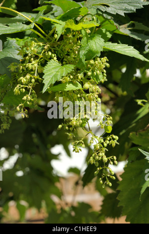 Male Hop flowers, humulus lupulus Stock Photo - Alamy