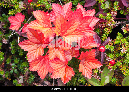Wild red currants (ribes Stock Photo - Alamy
