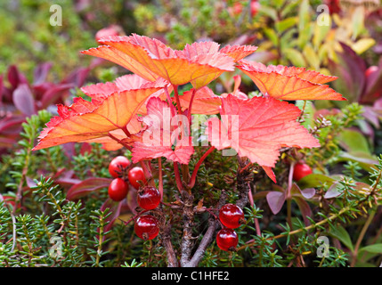 Wild red currants (ribes Stock Photo - Alamy