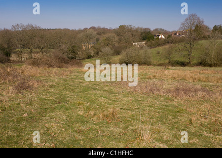 Crocus flowers in spring, Inkpen Crocus Field, Berkshire, UK Stock ...