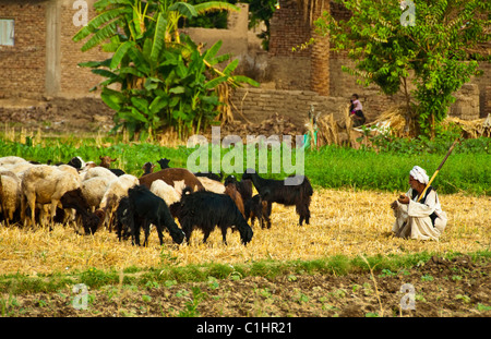 Egyptian herder and his sheep, Luxor Egypt Stock Photo - Alamy