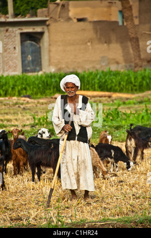 Egyptian herder and his sheep, Luxor Egypt Stock Photo - Alamy