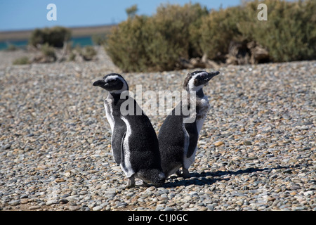 wild young Magellan penguin walking on Isla Magdalena near Punta Arenas ...