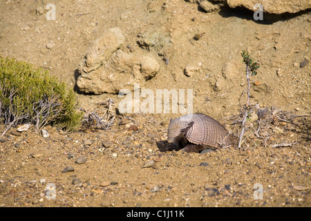 Armadillo at the coast of Puerto San Julian Stock Photo - Alamy