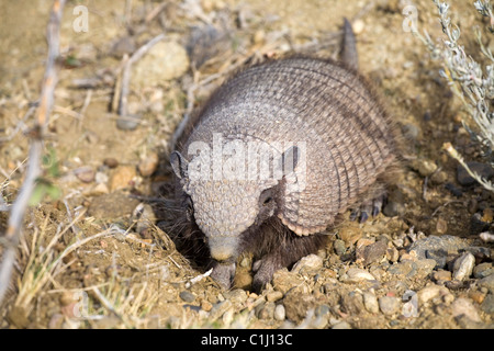 Armadillo at the coast of Puerto San Julian Stock Photo - Alamy