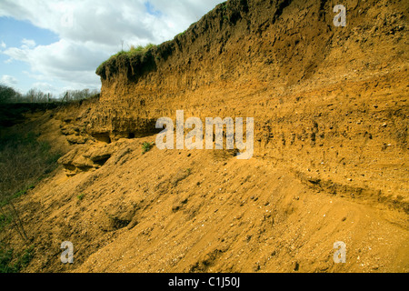 Layers strata Red Crag sedimentary rock in former quarry pit Sutton ...