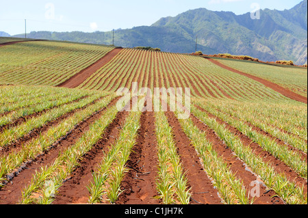 Pineapple Fields along Kamehameha Highway North Shore Hawaii Oahu Pacific Ocean Stock Photo - Alamy