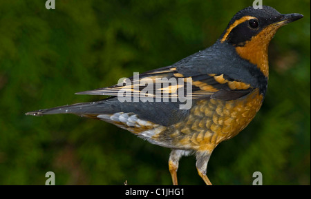 Varied Thrush (Ixoreus naevius or Zoothera naevia) on Perch at North ...