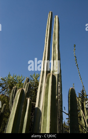 Organ Pipe cactus (Pachycereus marginatus), Organ Pipe National ...