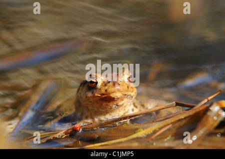 Common Frog Tangham Valley, Rendlesham Forest, Suffolk Stock Photo - Alamy