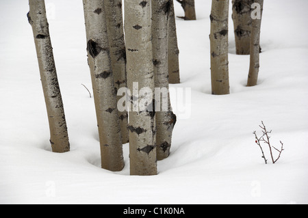 Aspen Poplar Trees in winter Southern Utah Stock Photo - Alamy