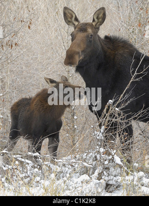 snowy mother and baby moose Stock Photo - Alamy